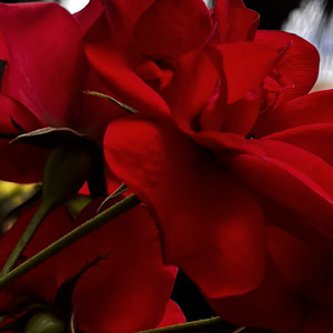 Dark Red x Dark Red - playlist by Marco | Spotify