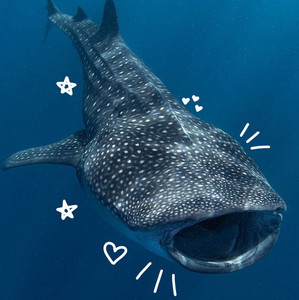 whale sharks 🤍 - playlist by reyjzchel | Spotify